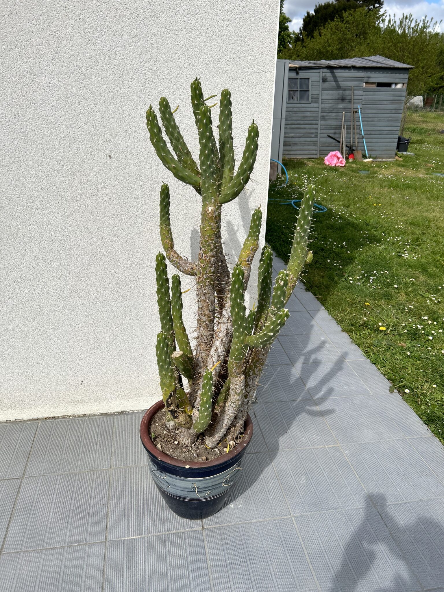 Photos et noms des cactus ️ identifiez vos cactus – Cactus Encyclo