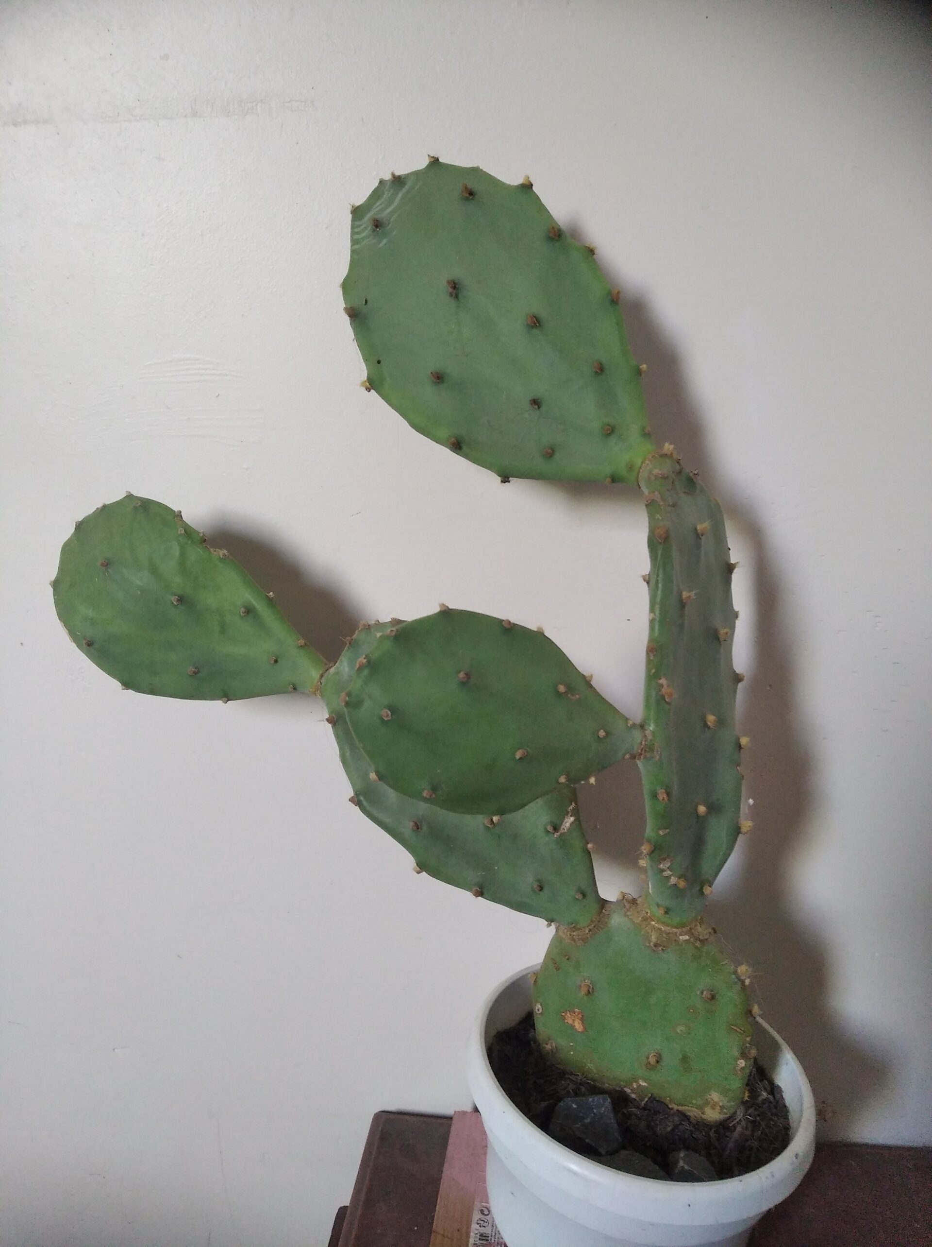 Photos et noms des cactus ️ identifiez vos cactus – Cactus Encyclo
