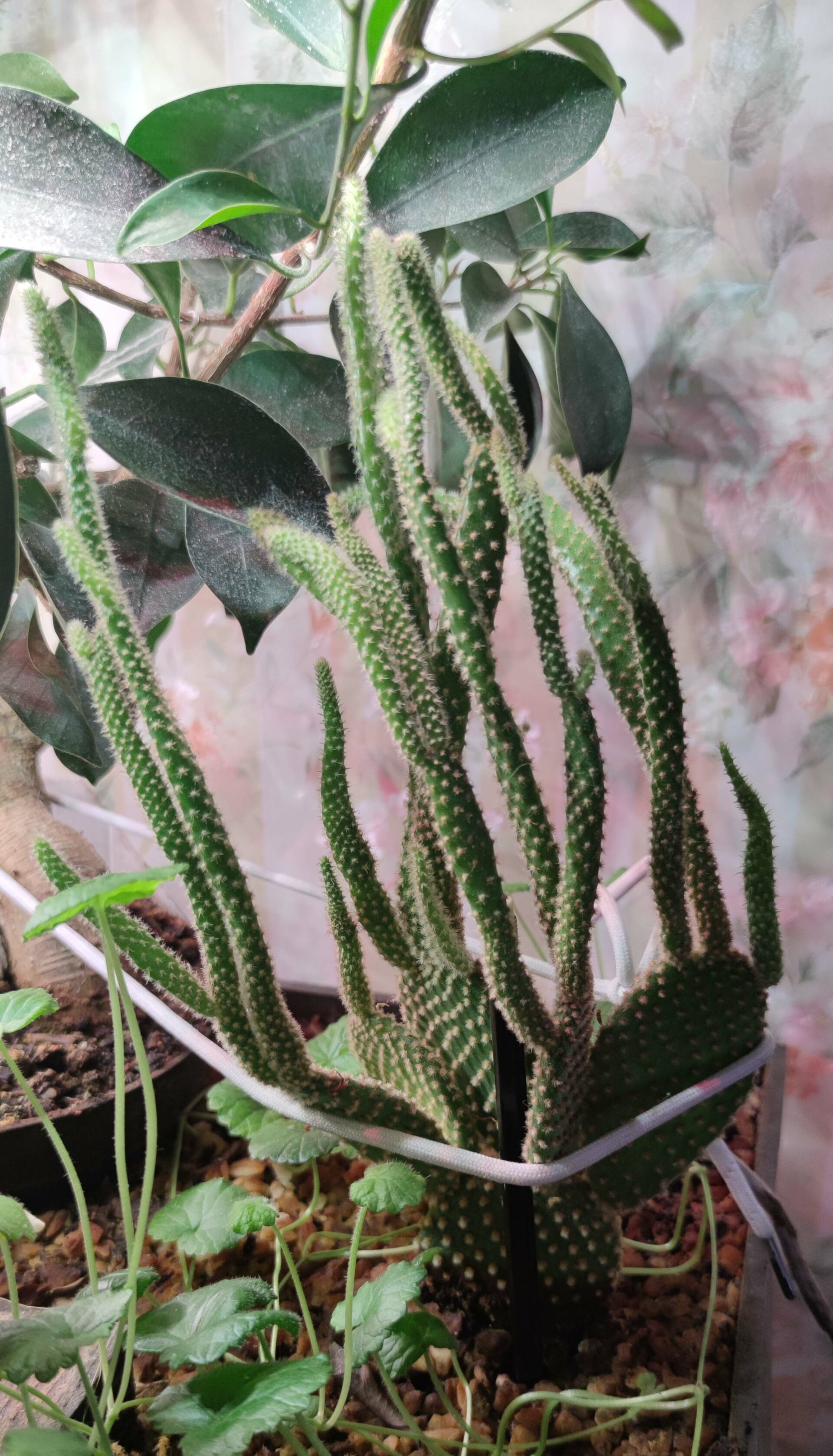 Tailler ou couper un cactus : la méthode – Cactus Encyclo