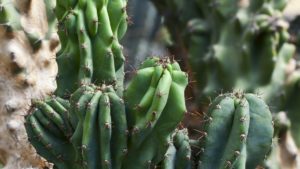 Cereus (cactus cierge) : entretien, culture, arrosage et conseils