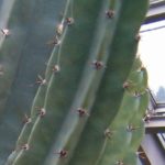 Cereus (cactus cierge) : entretien, culture, arrosage et conseils