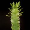 Piqûre de cactus : que faire ? – Cactus Encyclo