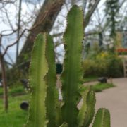 Piqûre de cactus : que faire ? – Cactus Encyclo