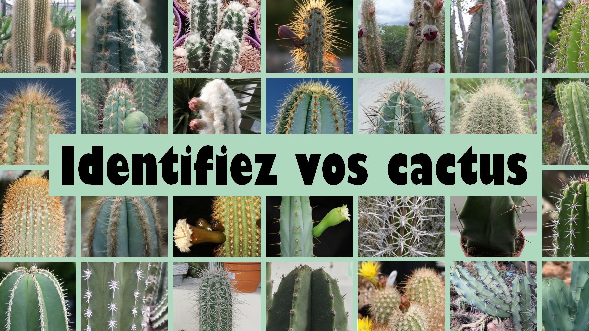 Photos et noms des cactus ️ identifiez vos cactus | Cactus encyclo
